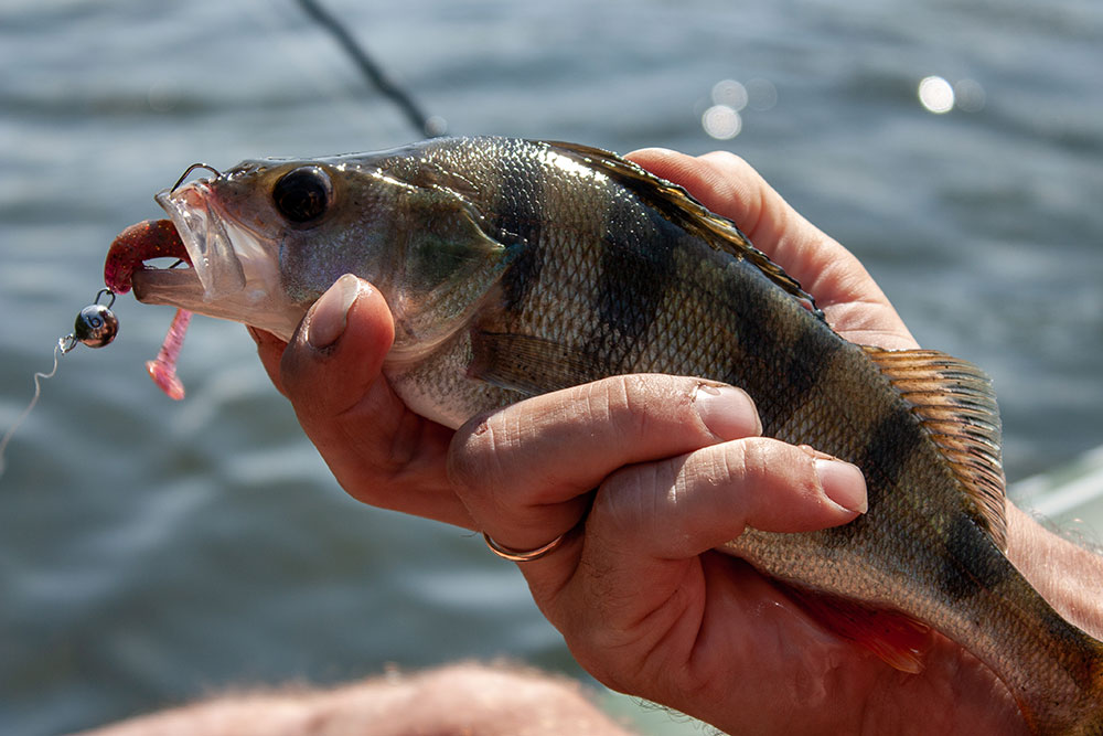 Updated Saginaw Bay Area Fishing Report – 9/17/2021 – Saginaw Bay Area